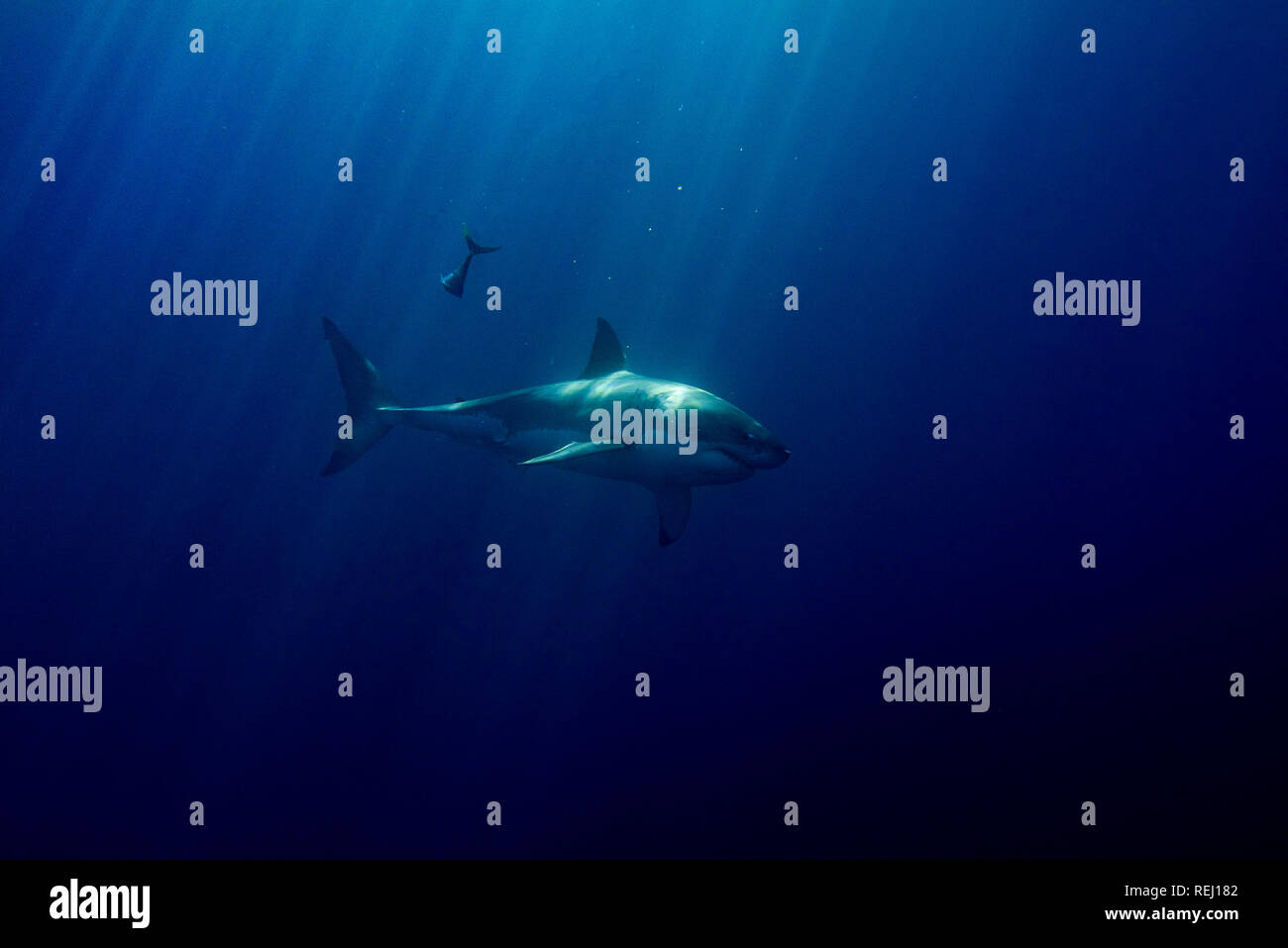 Great White shark while coming to you on deep blue ocean background ...