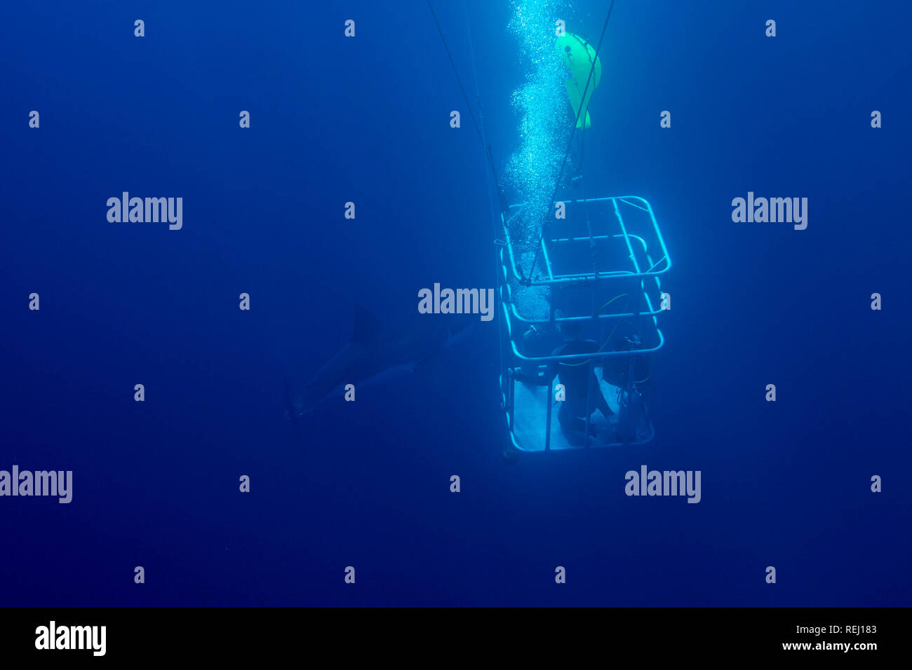 cage diving with Great White shark while coming to you on deep blue ...