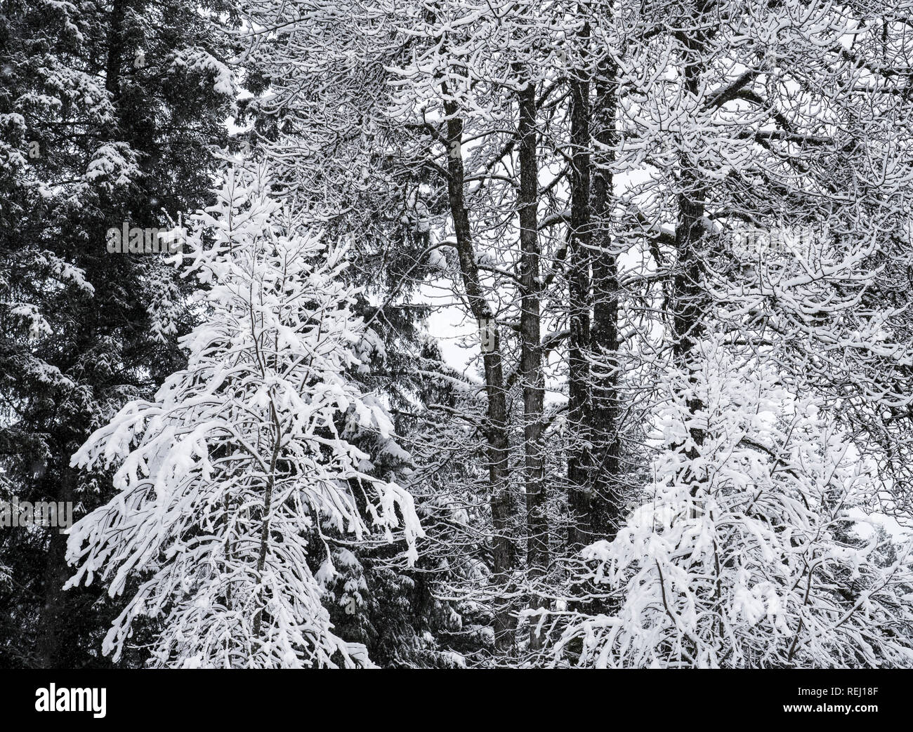 Snow on three different types of trees in a forest Stock Photo - Alamy