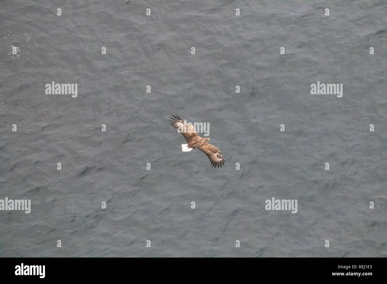 White-tailed eagle seen from above while soaring over the sea Stock ...