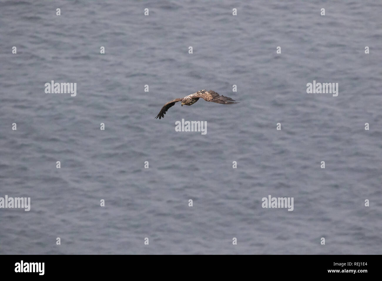 White-tailed eagle flying towards thee camera coming from the sea Stock ...
