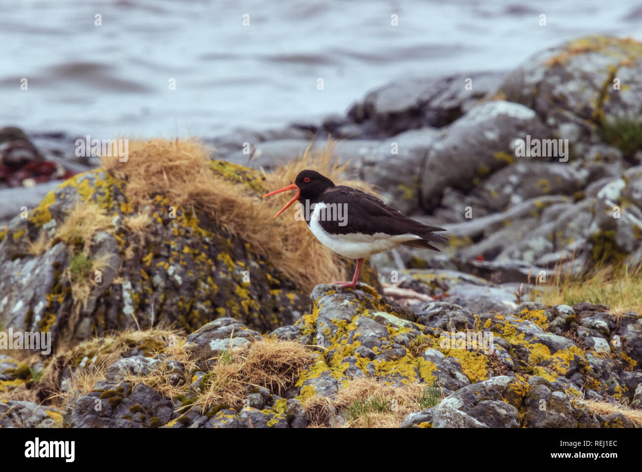 Runde bird island hi-res stock photography and images - Alamy