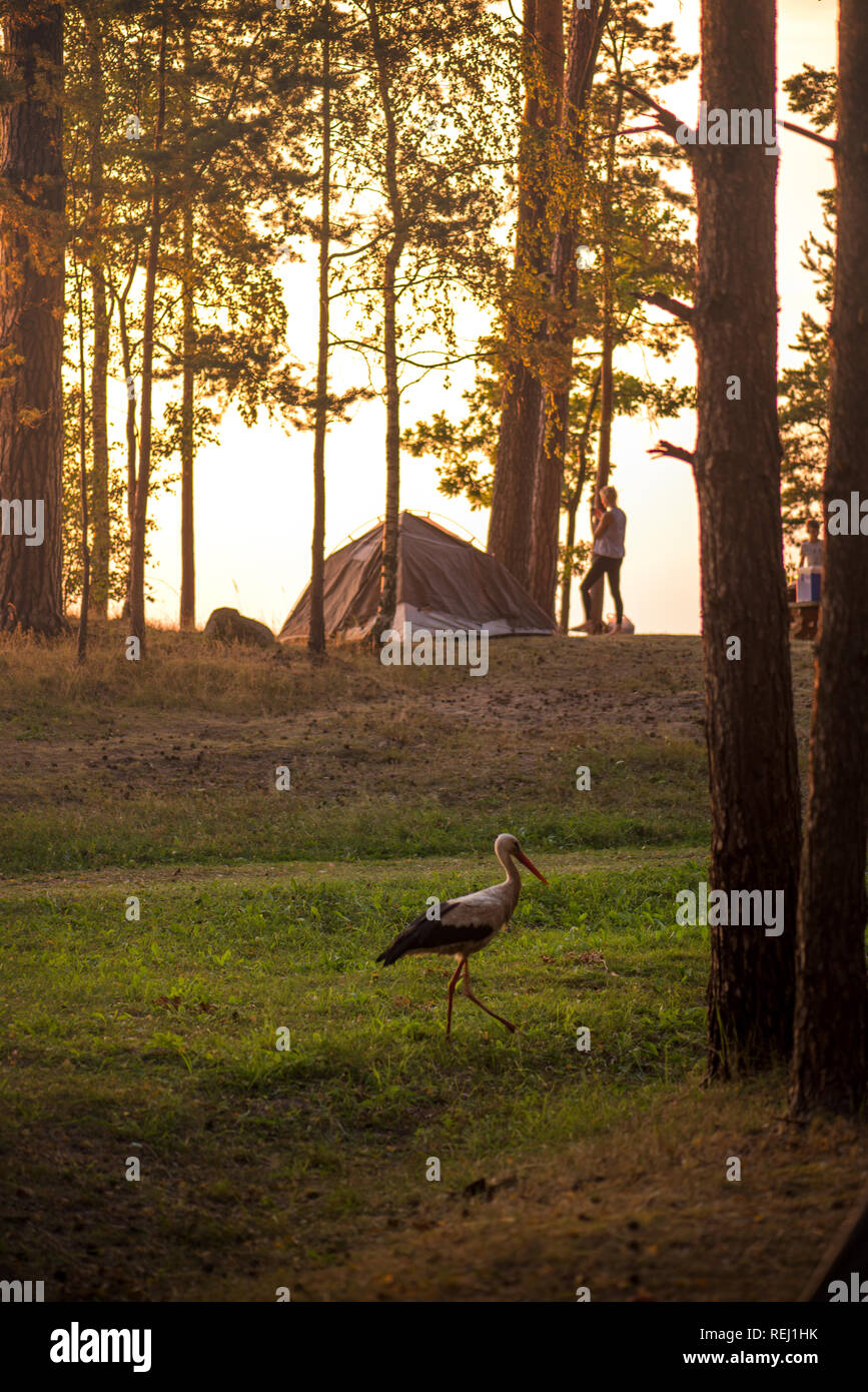 Stork is walking at camping on the beach during the sunset with ...
