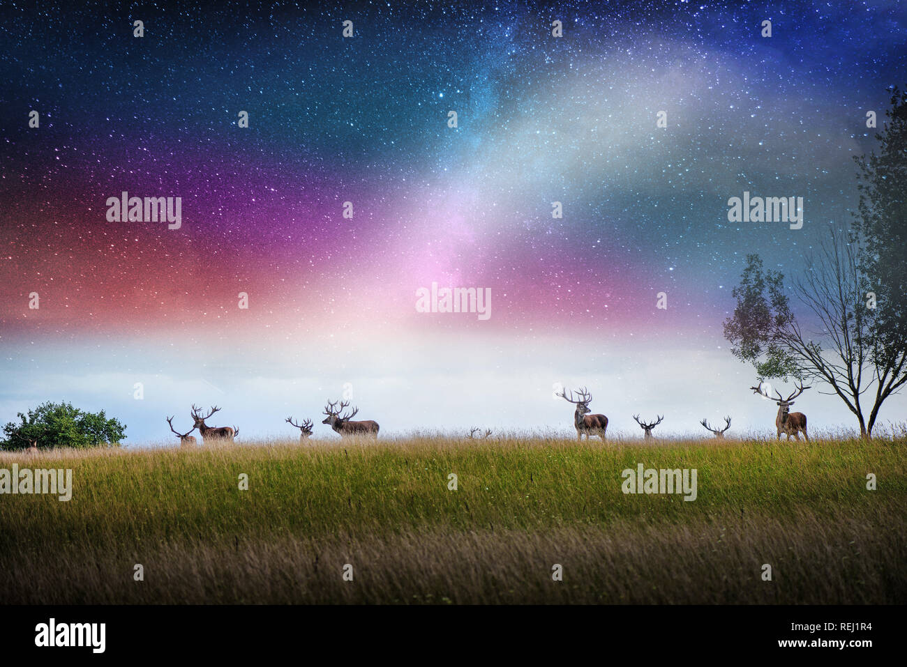 Map of antlers hi-res stock photography and images - Alamy