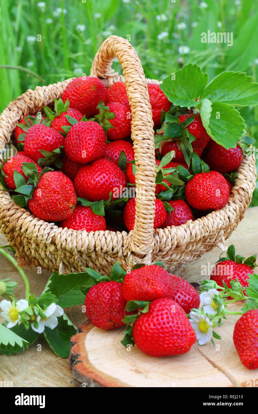 Still life with strawberries in the country Stock Photo - Alamy