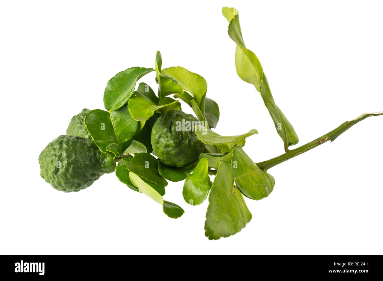 Kaffir Lime with leaves Stock Photo - Alamy