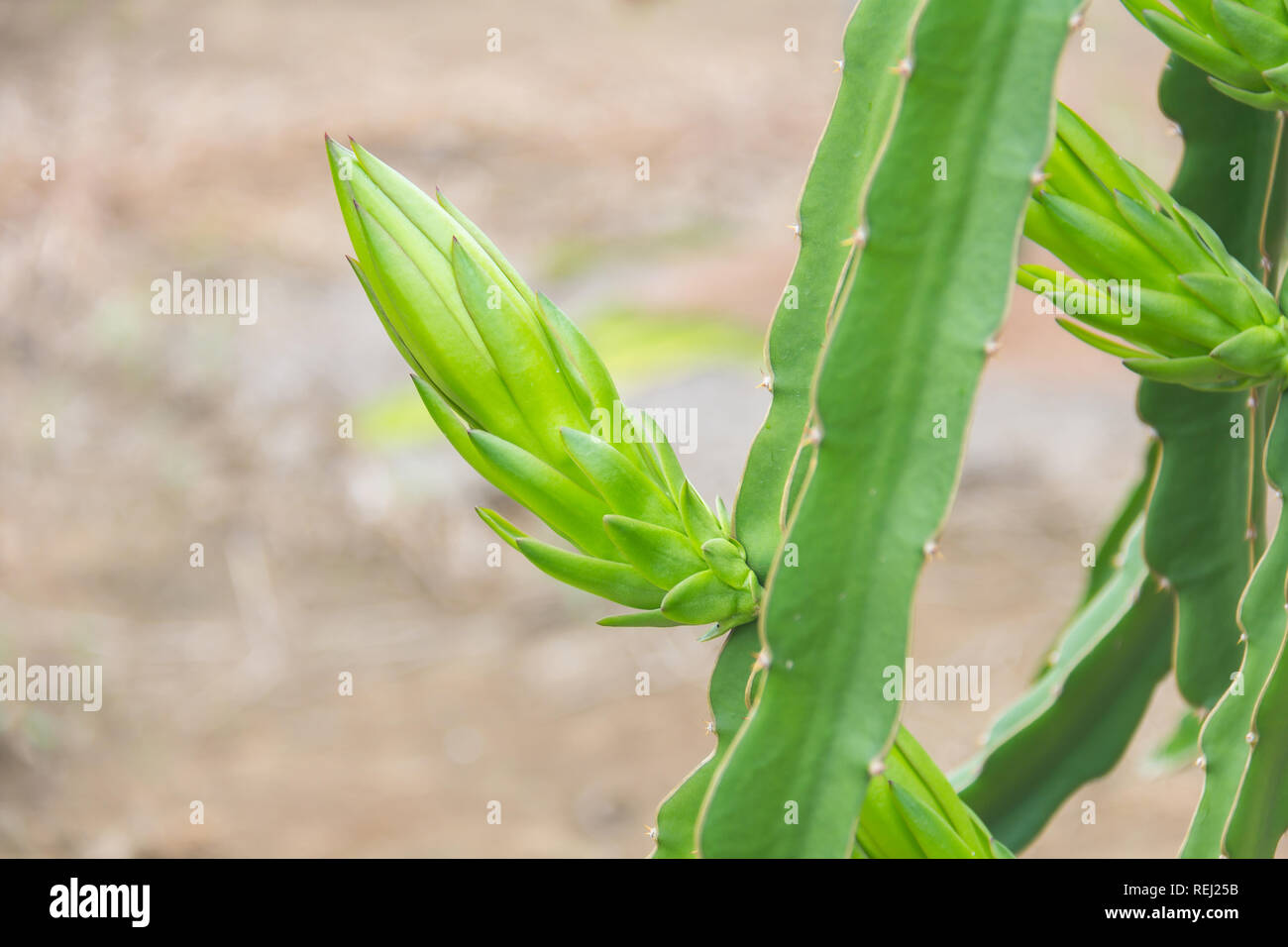 Dragon fruit,Pitaya on tree Stock Photo - Alamy
