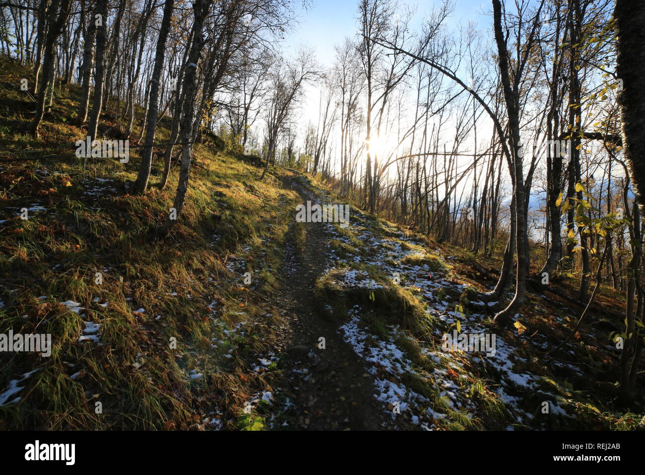 Scandinavia forest hi-res stock photography and images - Alamy
