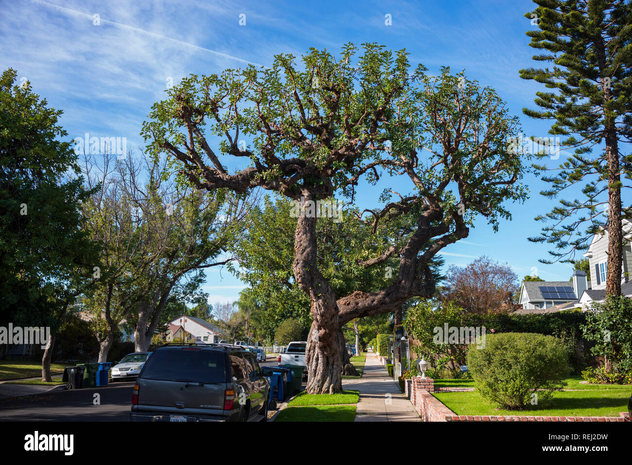 Residential area in suburban Los Angeles, California Stock Photo - Alamy