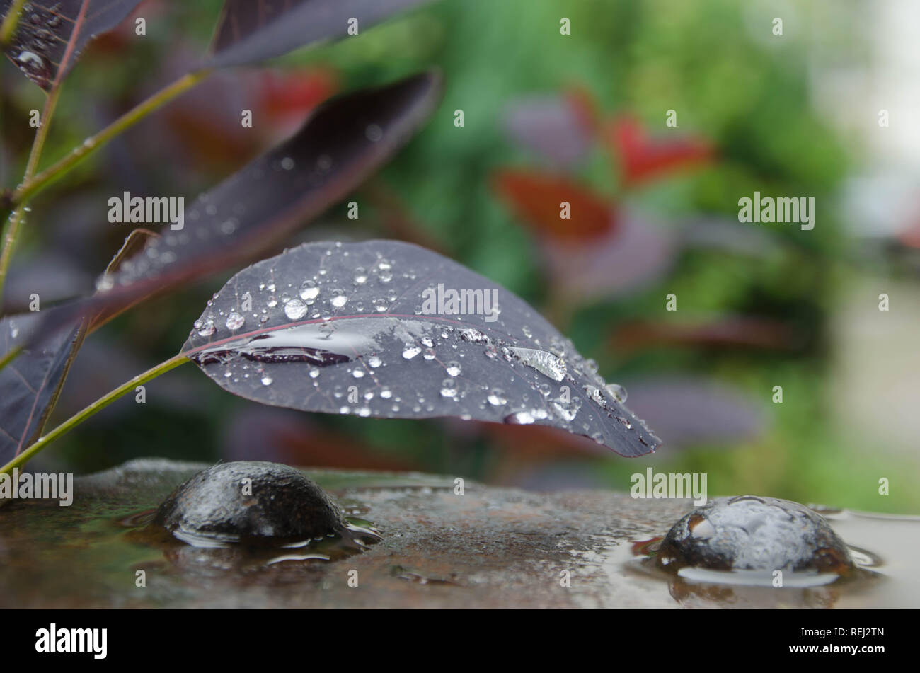 Rain Falling On Leaves