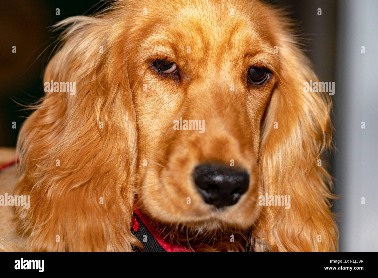 puppy dog cocker spaniel portrait looking at you Stock Photo - Alamy
