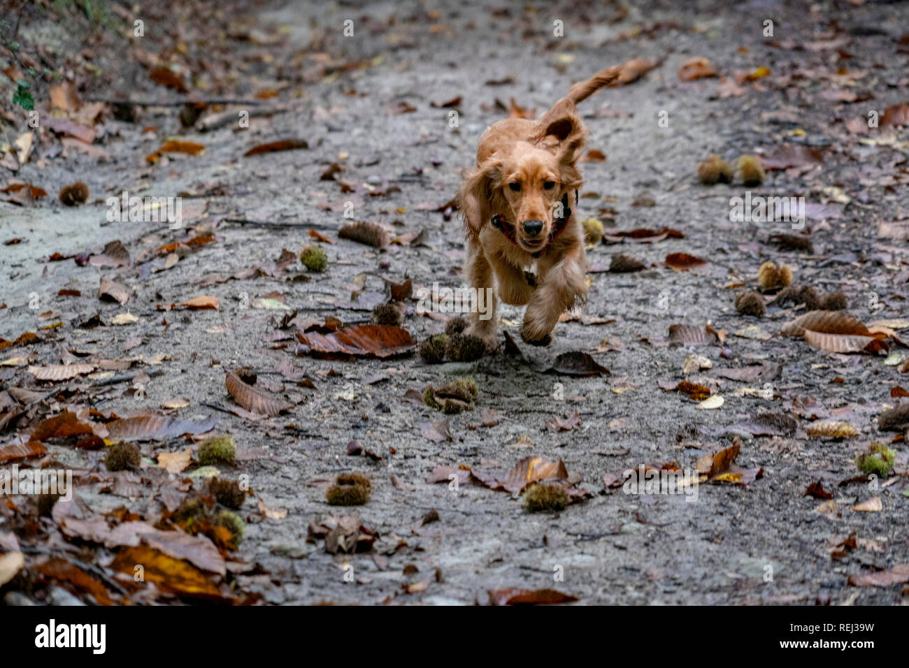 happy puppy dog cocker spaniel jumping in the courtyard Stock Photo - Alamy