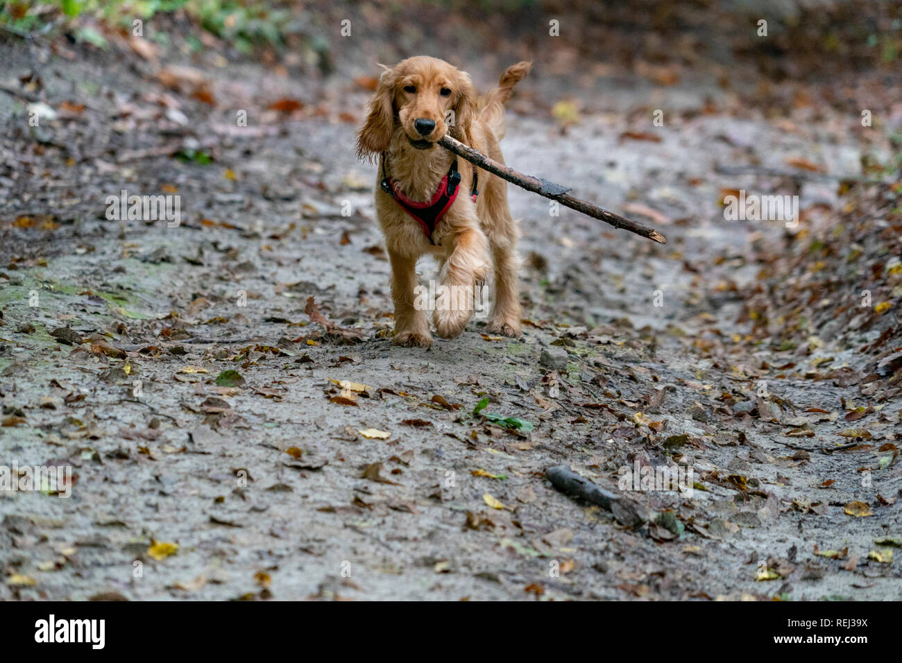 happy puppy dog cocker spaniel playing in the courtyard Stock Photo - Alamy