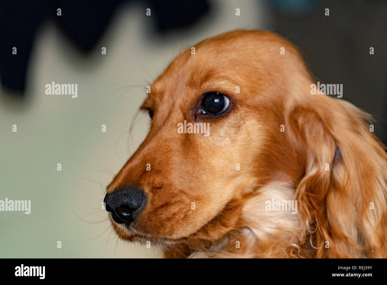 puppy dog cocker spaniel portrait looking at you Stock Photo - Alamy