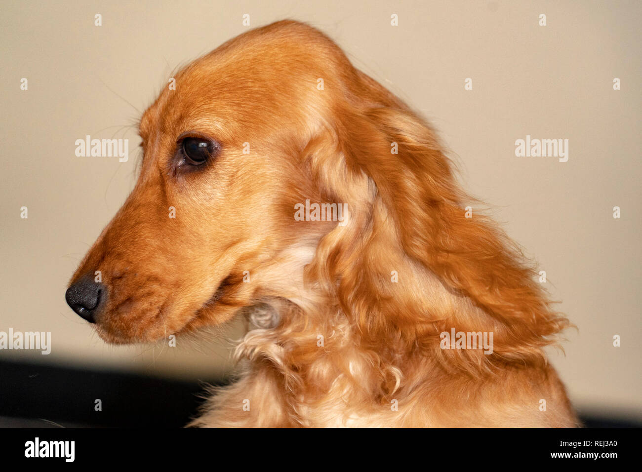 puppy dog cocker spaniel portrait looking at you Stock Photo - Alamy