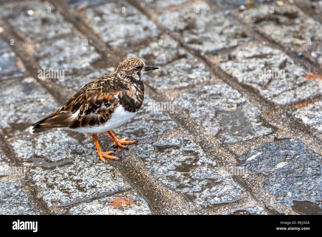 Sandpiper looking for handouts on the harbour at Brixham, Devon Stock ...