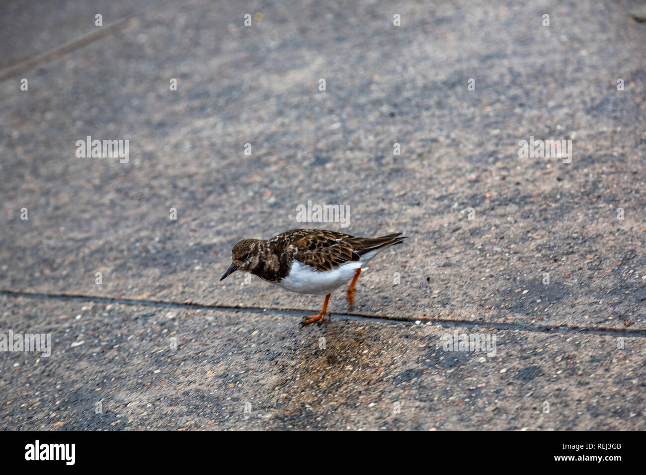 Sandpiper looking for handouts on the harbour at Brixham, Devon Stock ...