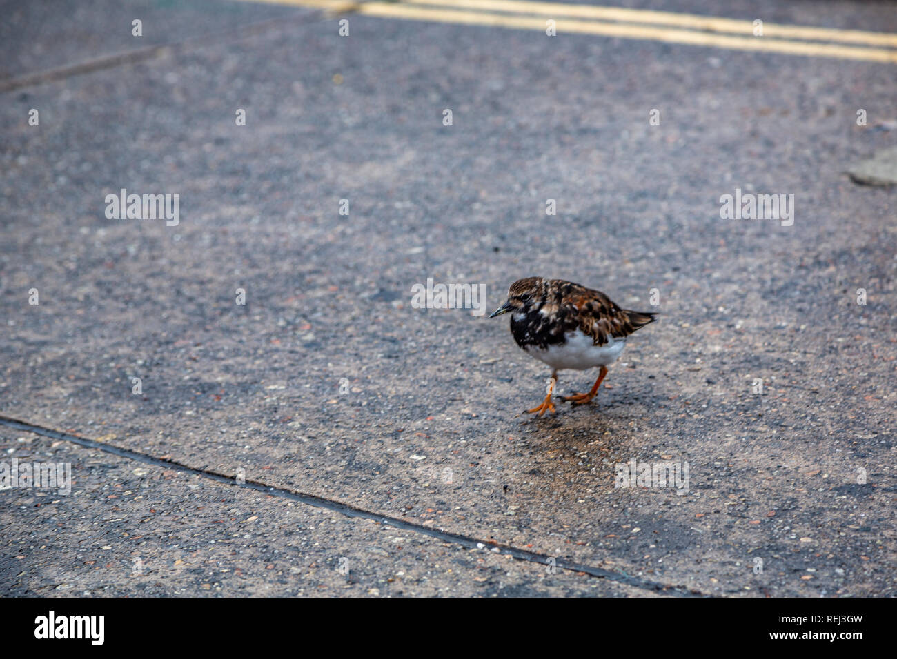 Sandpiper looking for handouts on the harbour at Brixham, Devon Stock ...
