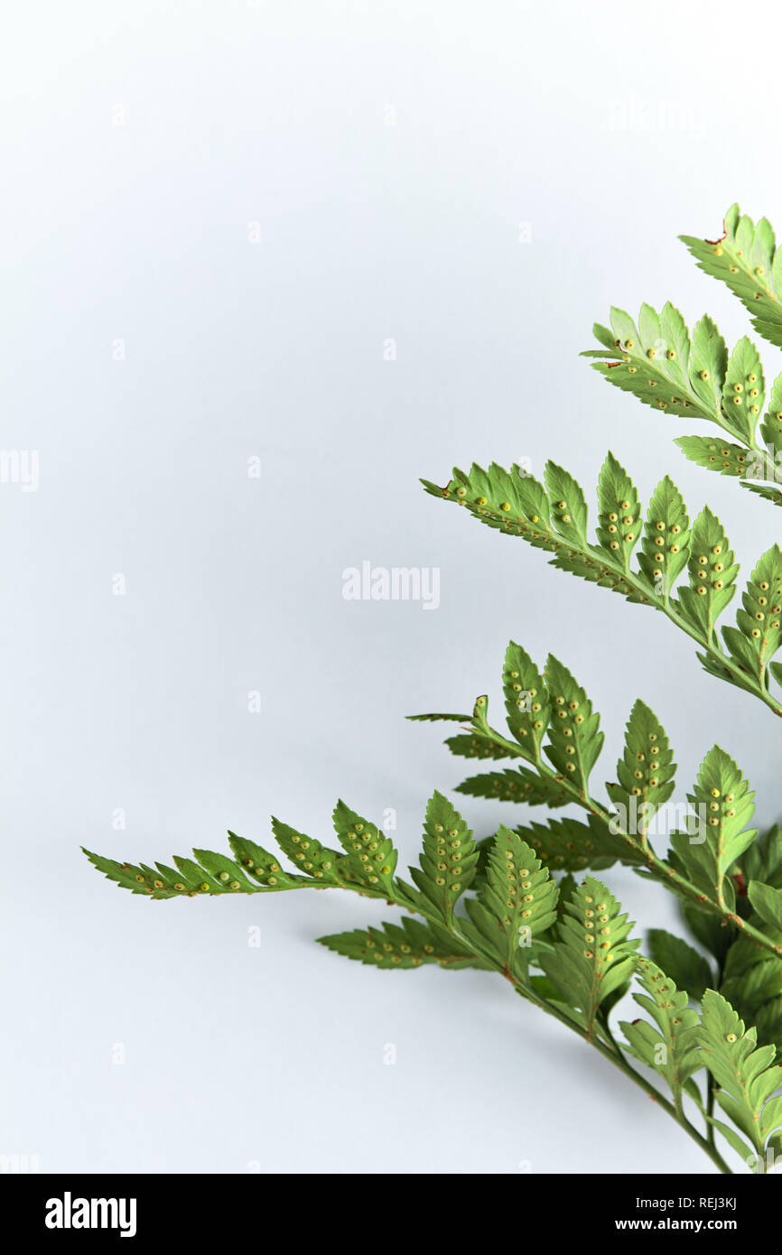 Fern represented hi-res stock photography and images - Alamy
