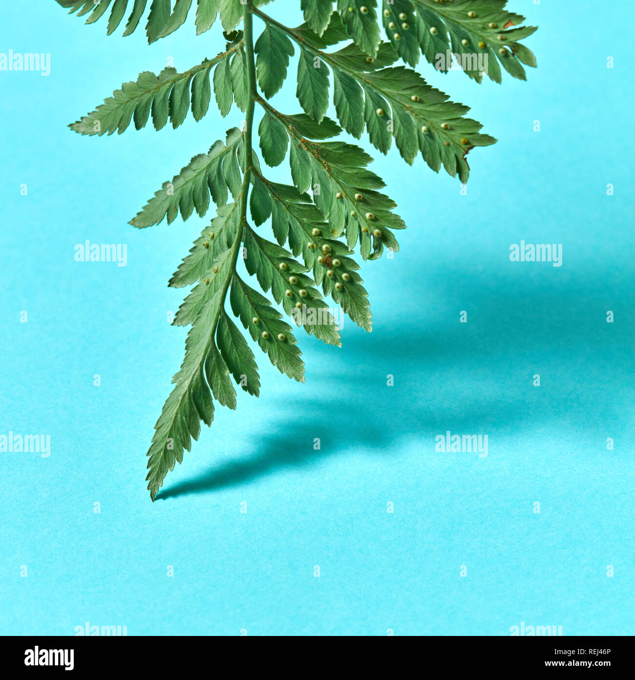 Creative foliage background of green leaf ferns on blue background with ...