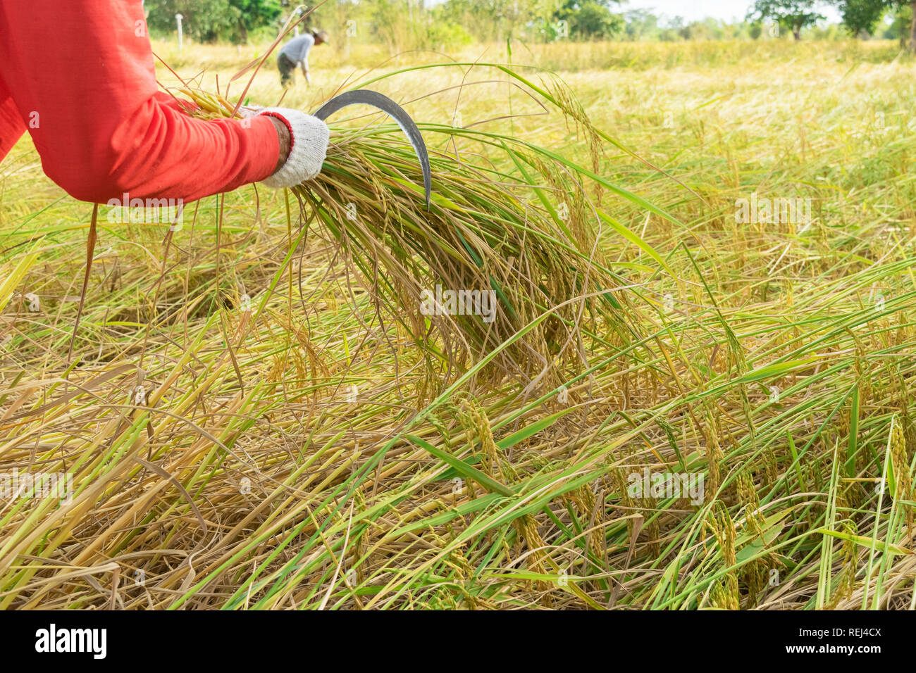Farmers are harvesting paddy Stock Photo - Alamy