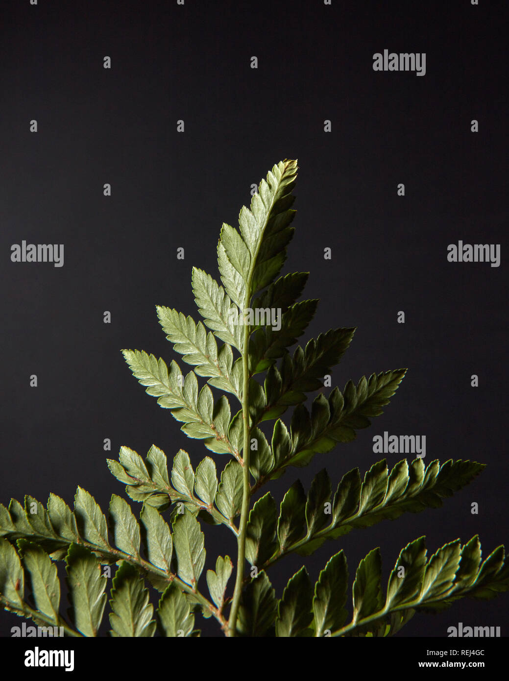 Reverse side of green fern with spores on a black background with copy ...
