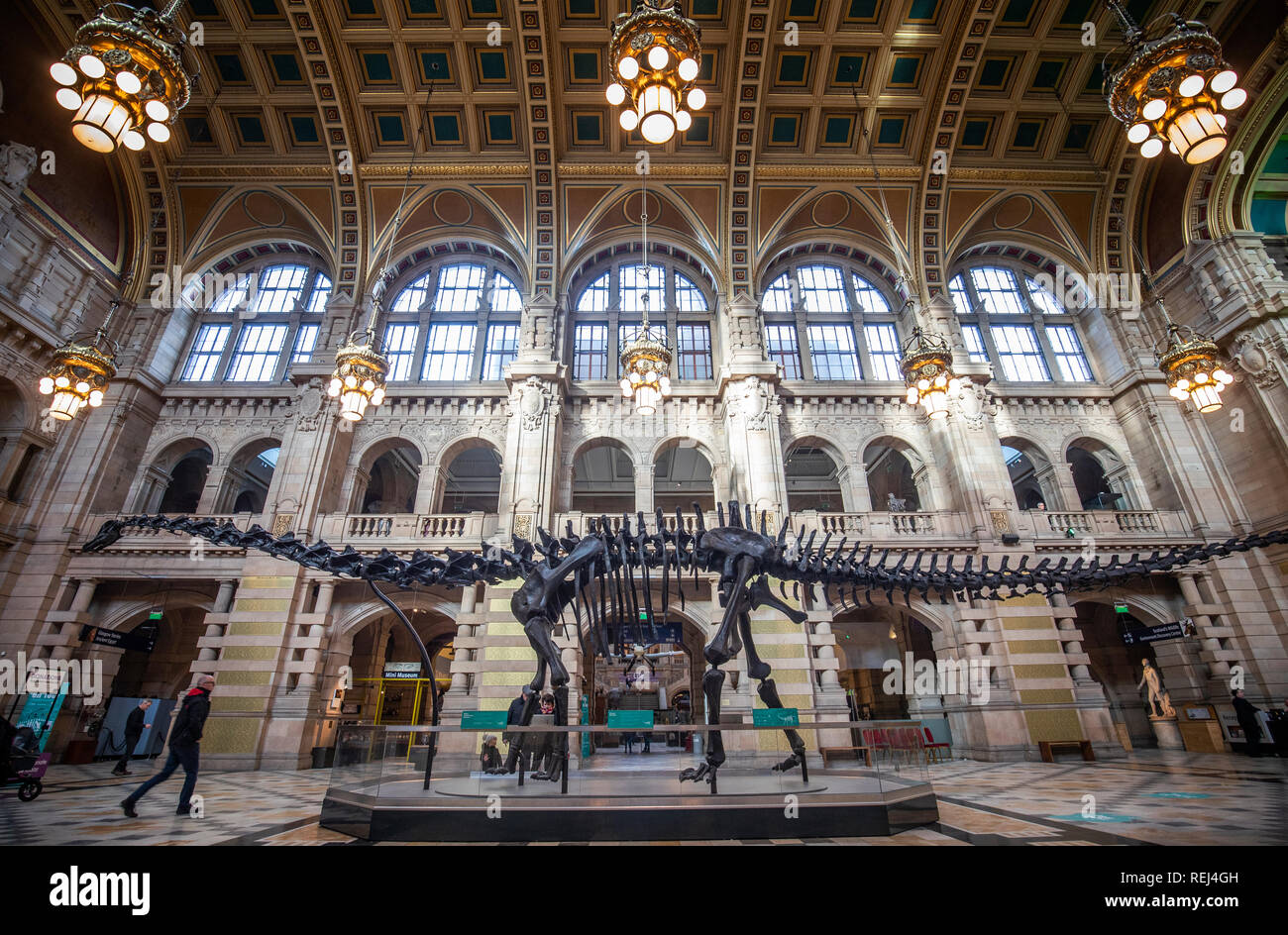 Dippy, the Natural History Museum London's famous diplodocus skeleton ...