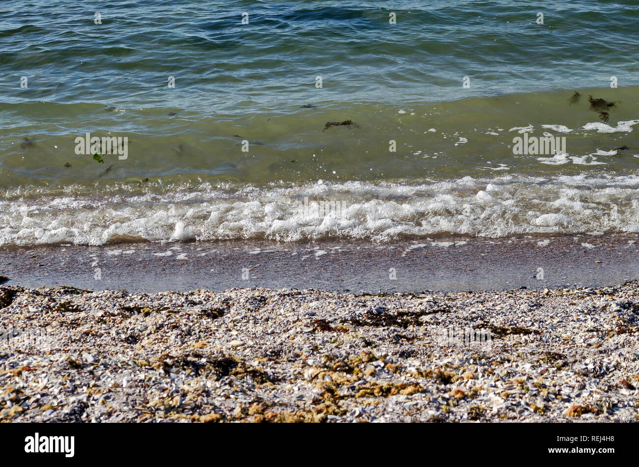 Covered shells hi-res stock photography and images - Alamy