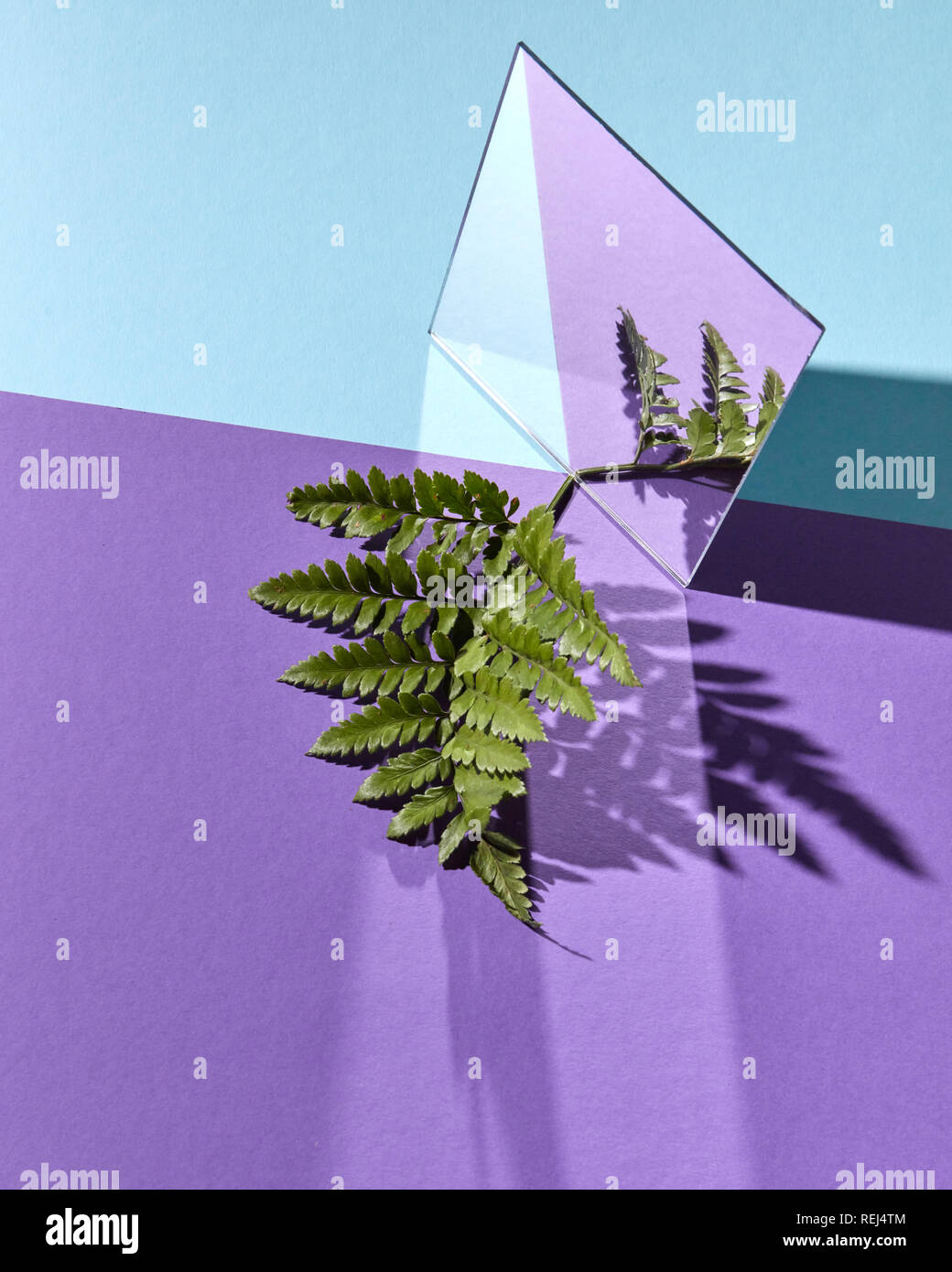 A beautiful composition from a branch of fern reflected in a mirror on ...