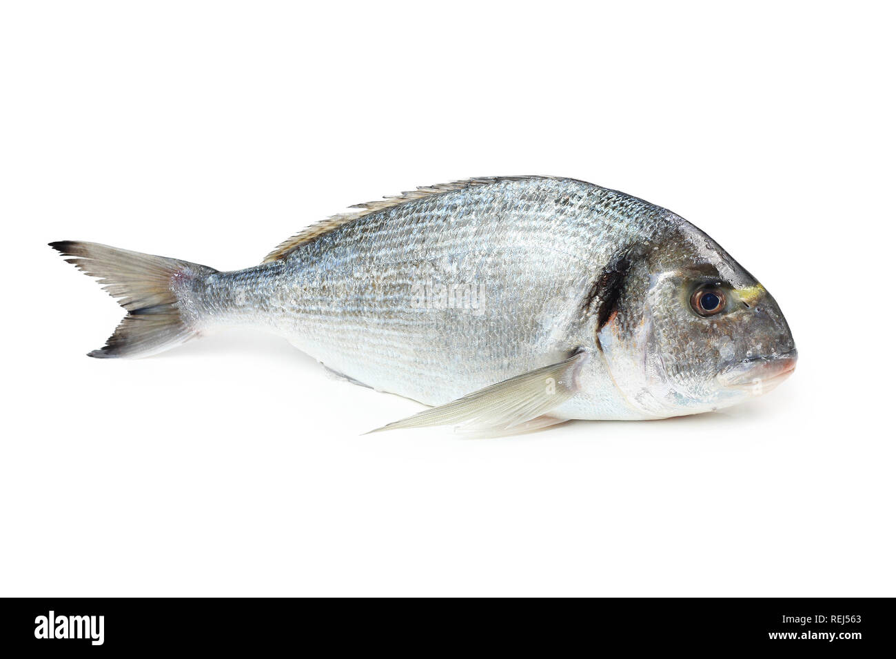 Gilt Head Sea Bream High Resolution Stock Photography and Images - Alamy