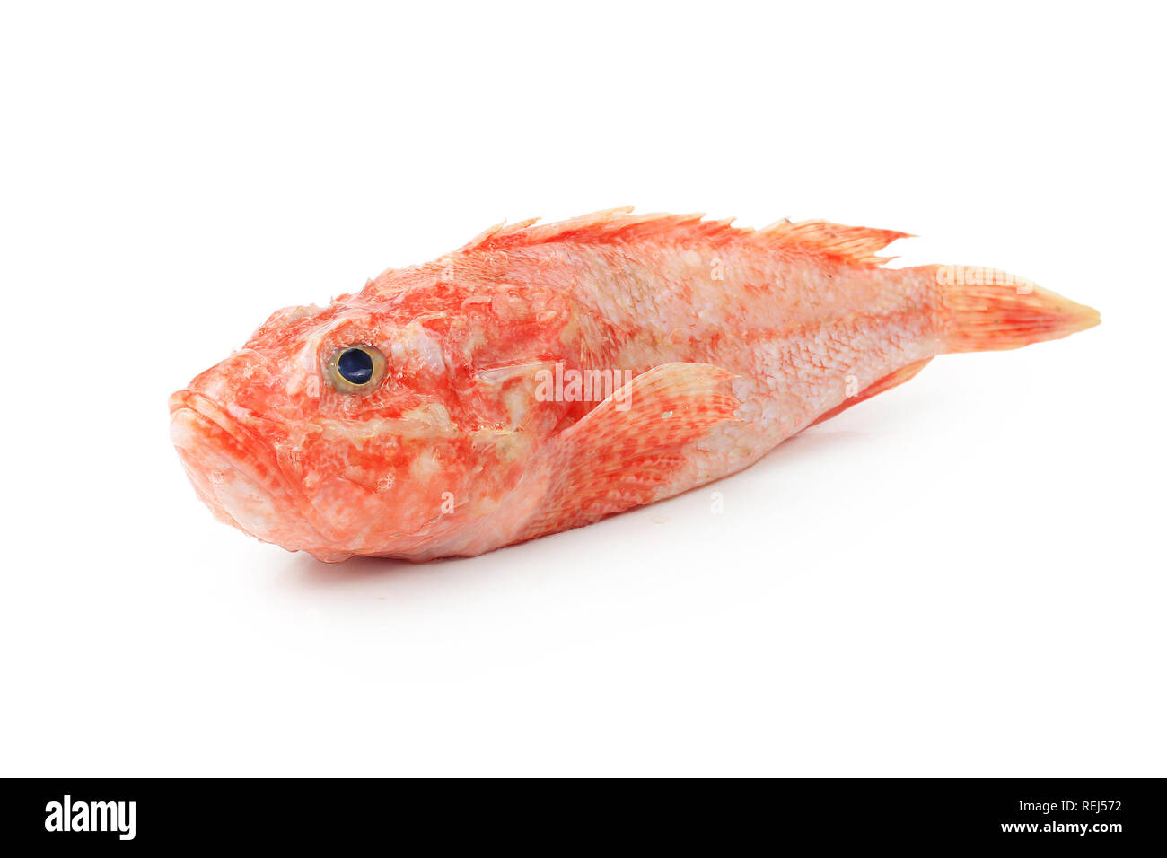 Scorpaena onaria fish, isolated on white Stock Photo - Alamy