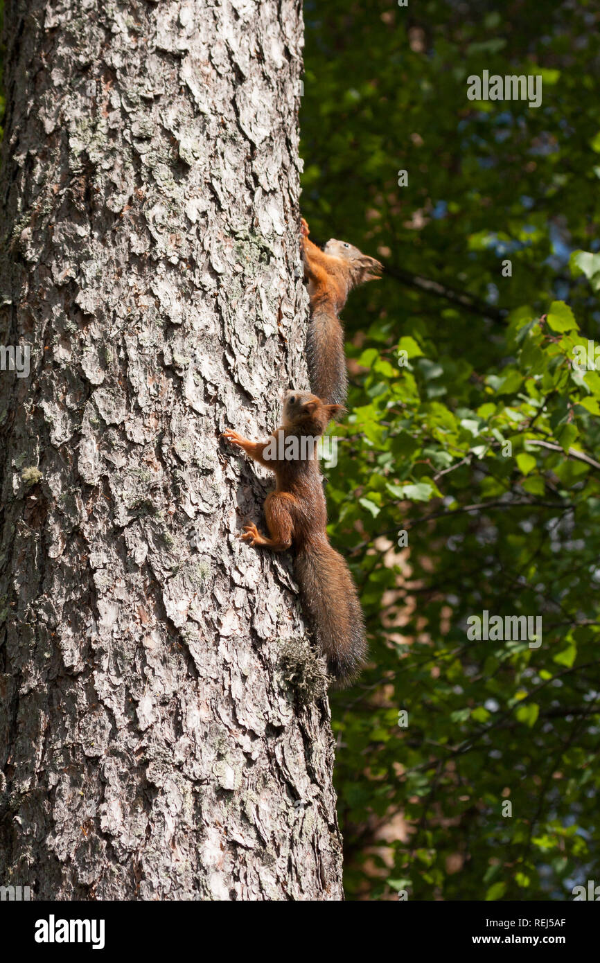 Cute little red squirrels on tree Stock Photo - Alamy