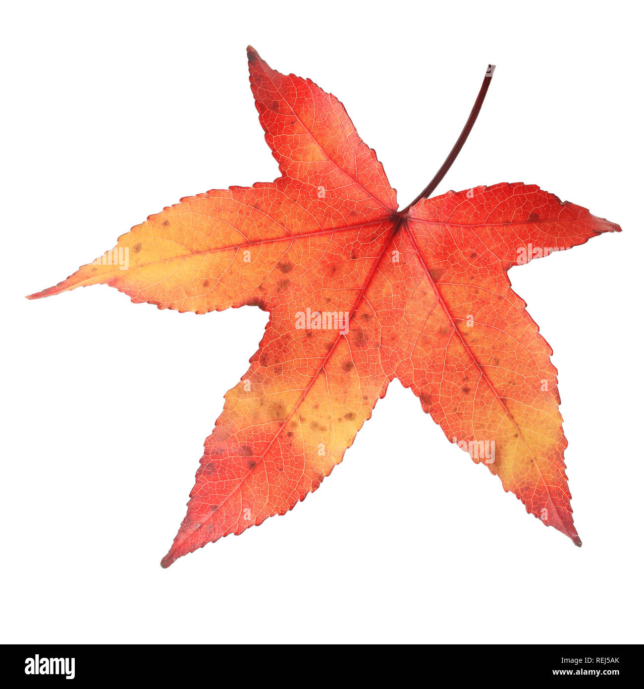 Maple leaf, isolated on white Stock Photo - Alamy