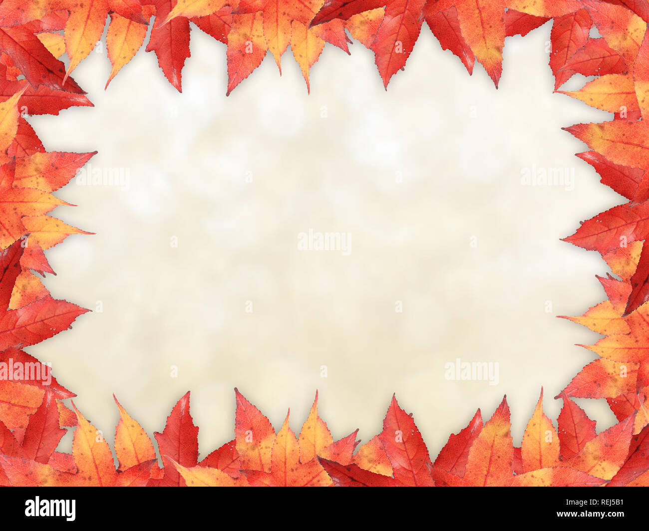 Maple leaves border, isolated on white Stock Photo - Alamy