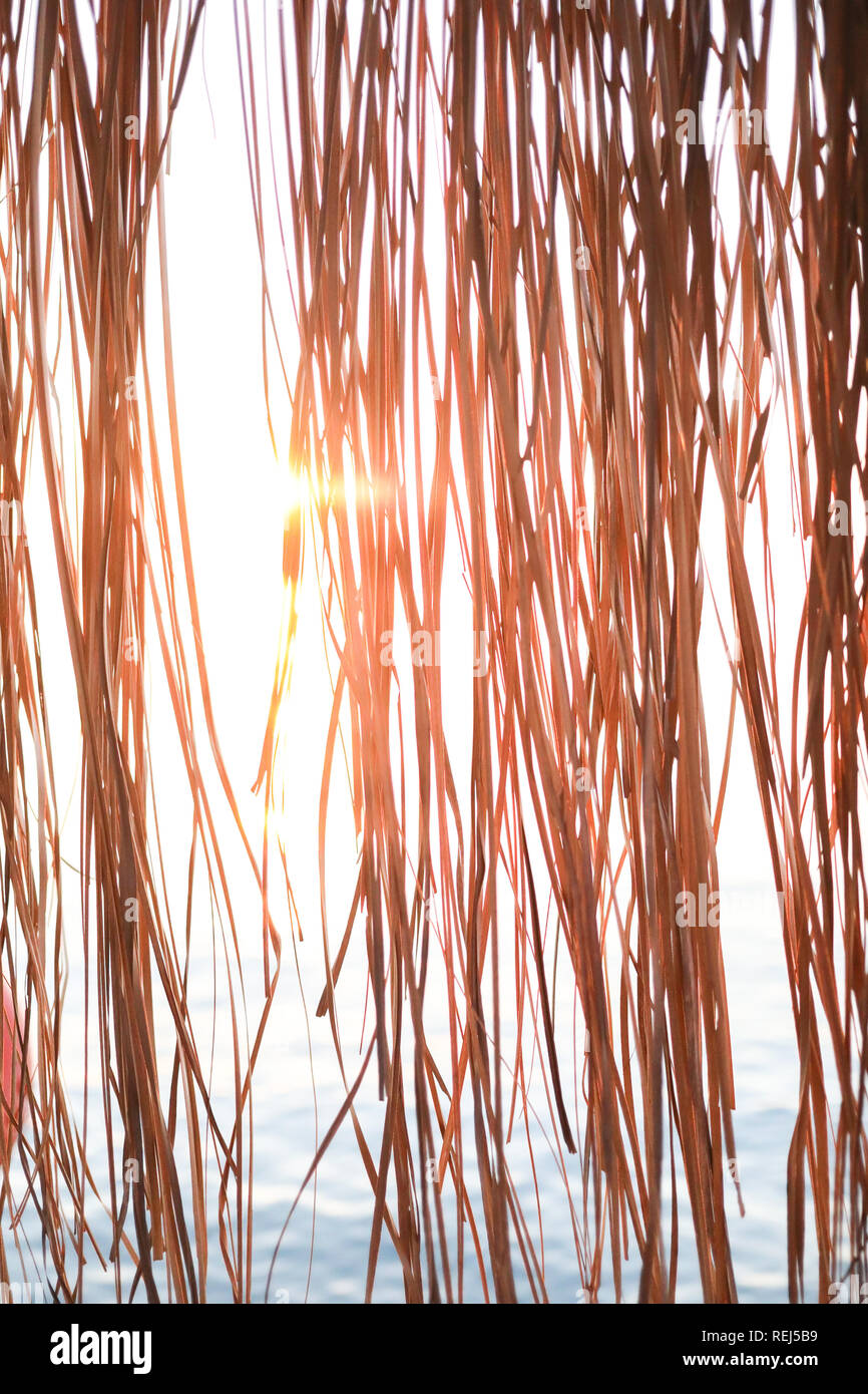 Dry vertical hanging tropical cane leaves are illuminated by sun beams ...