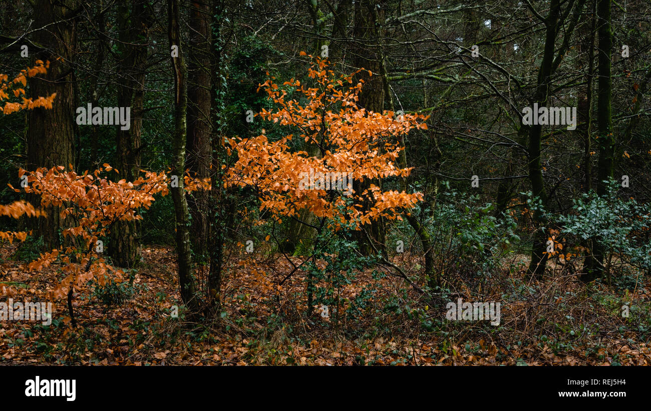 Orange leaves amongst holly in the woodland of Mutter's Moor in east ...