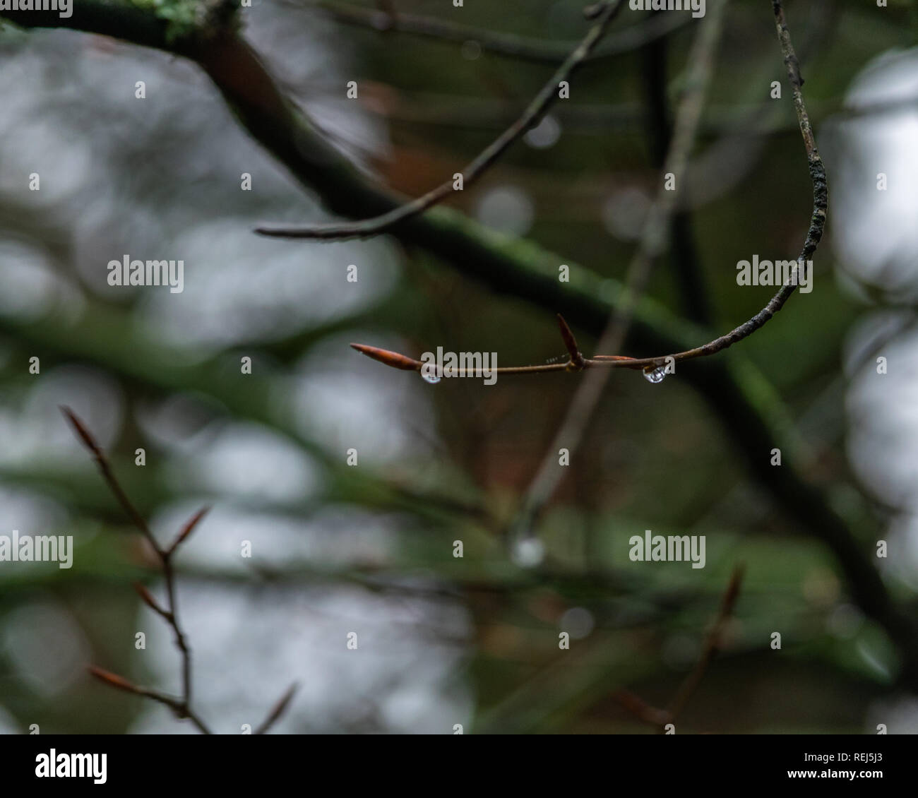 A droplet of water on a thin branch in the woodland of Mutter's Moor in ...