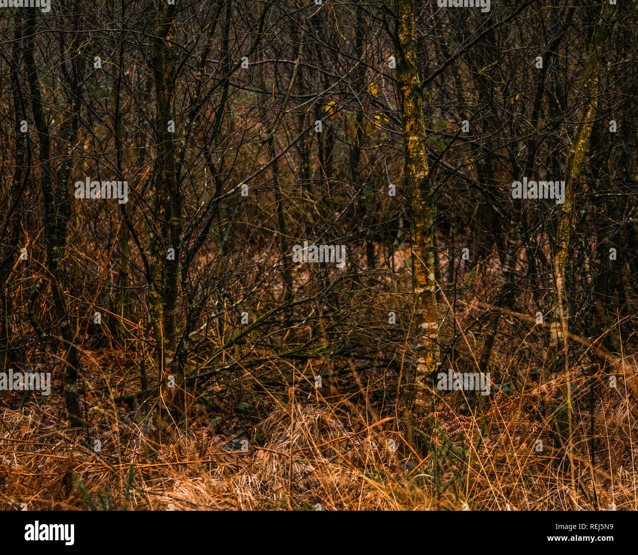 Dense woodland on Mutter's Moor at the summit of Peak Hill in East Devon, South West England ...