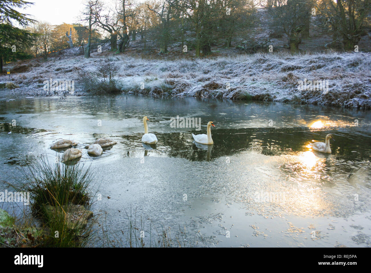 Frosty morning winter scene at Bradgate Park near Leicester ...