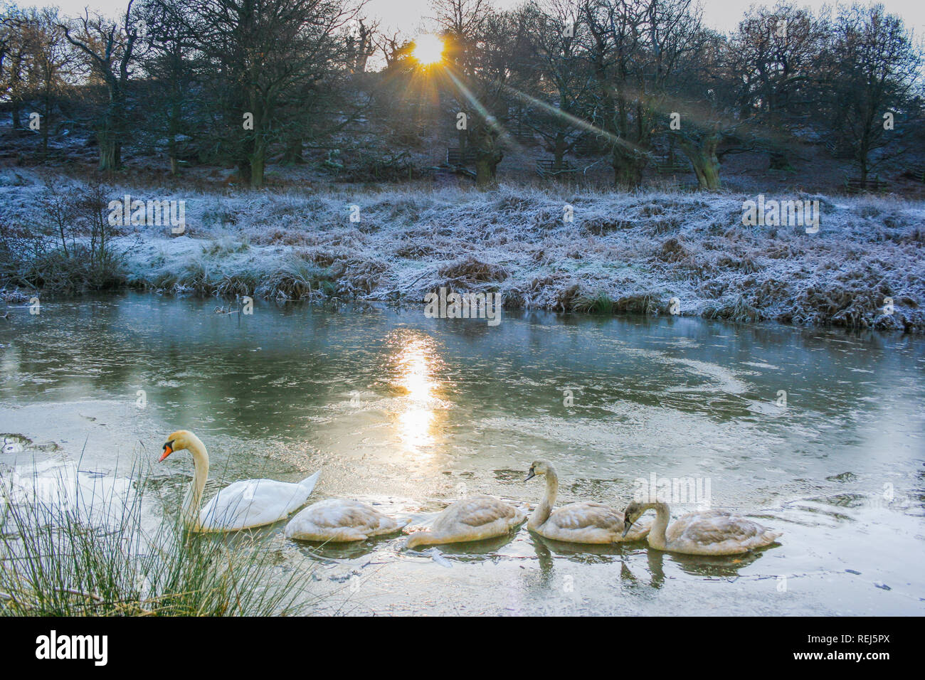 Frosty morning winter scene at Bradgate Park near Leicester ...