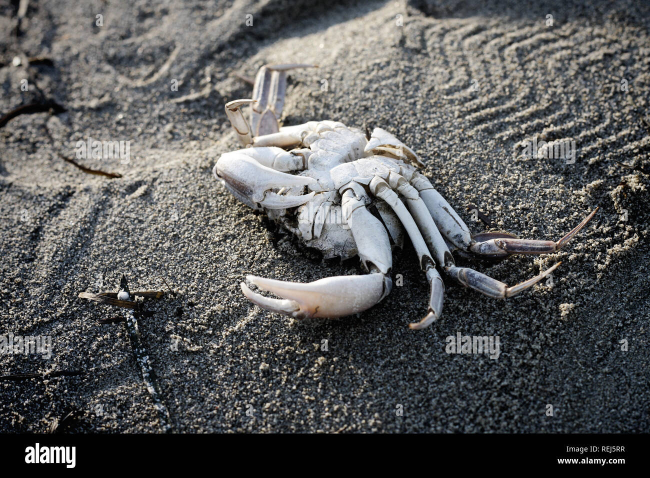 Crab skeleton on the beach sand Stock Photo - Alamy