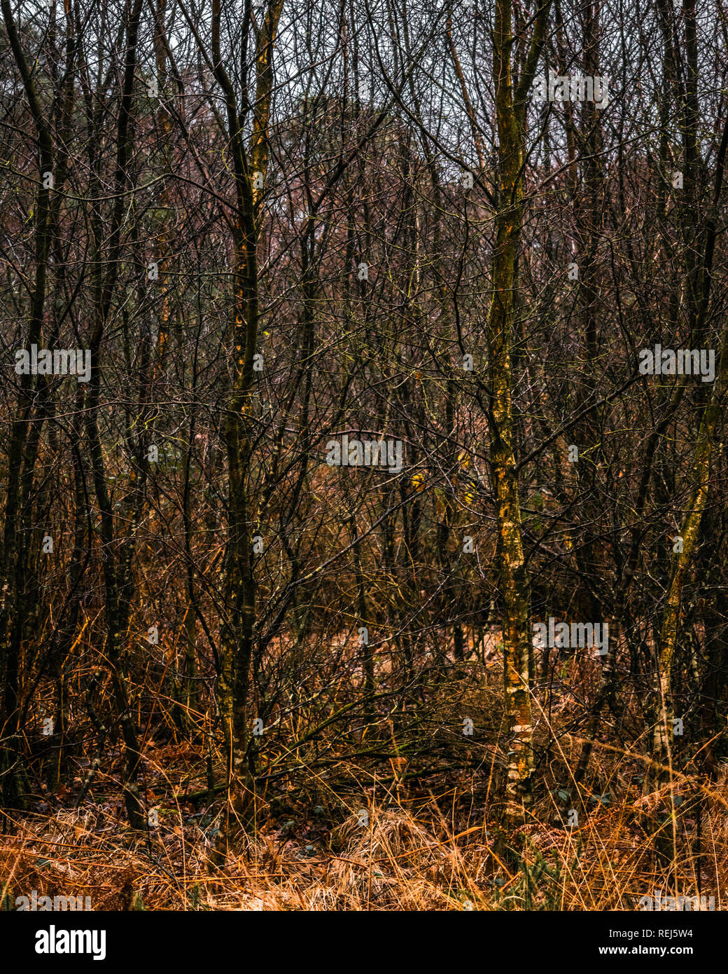 Mutters moor hi-res stock photography and images - Alamy