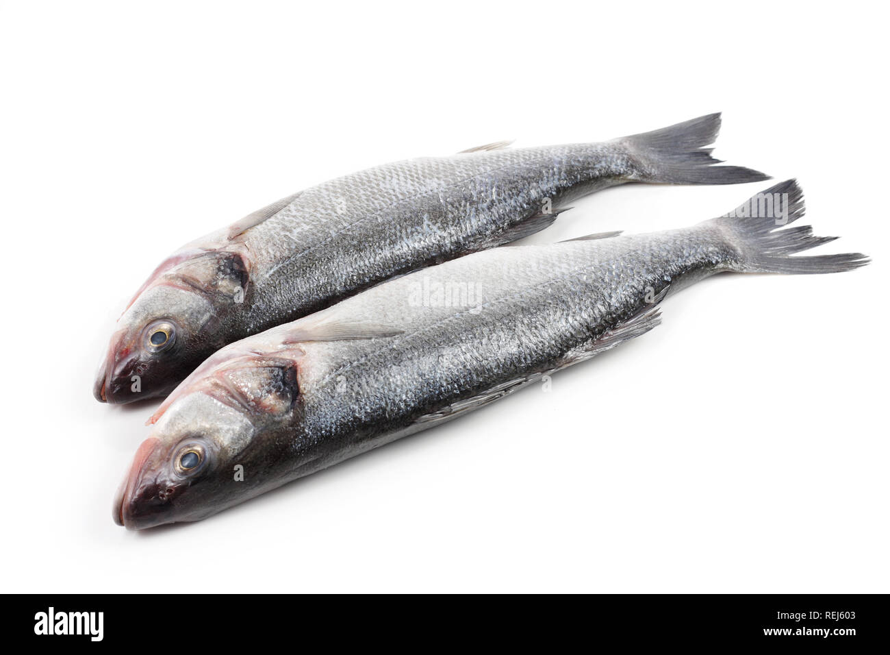 Two see bass fish, isolated on white Stock Photo - Alamy