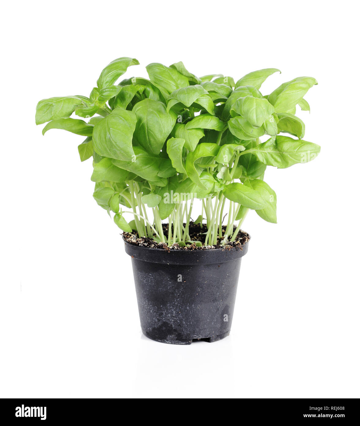 Plastic pot herbs hi-res stock photography and images - Alamy