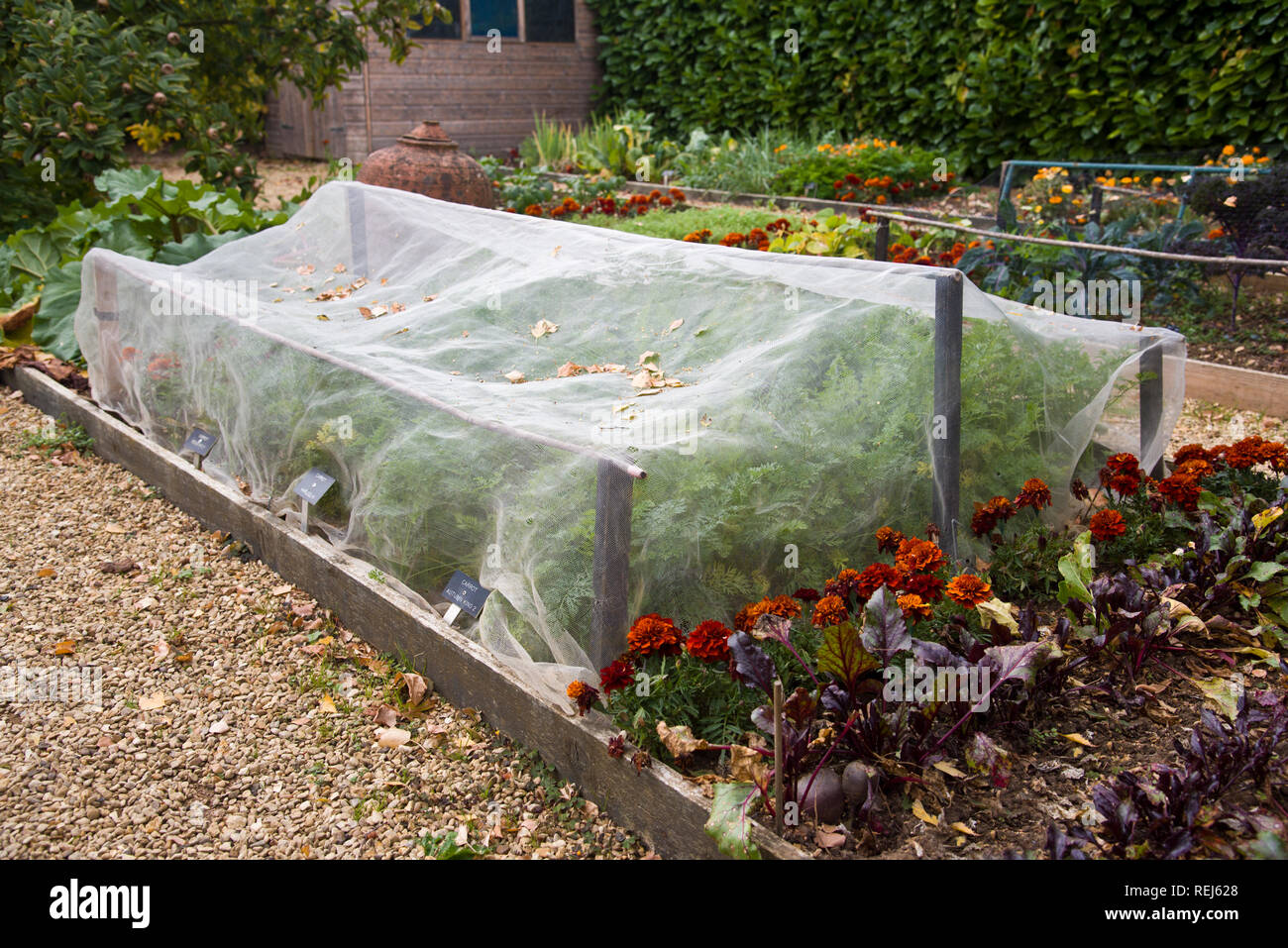 Using protective netting against carrot fly, birds and other garden ...