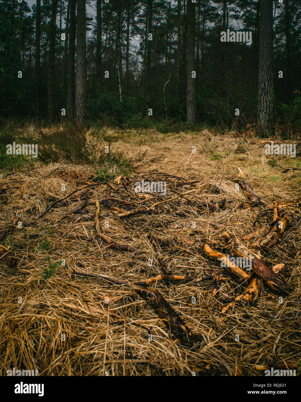 Mutters Moor High Resolution Stock Photography and Images - Alamy