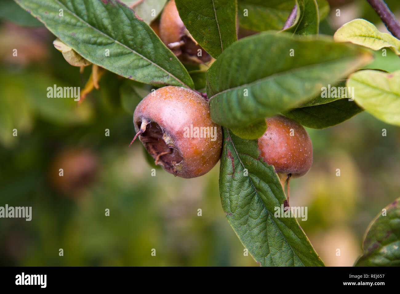 medlar mespilus germanica Stock Photo - Alamy
