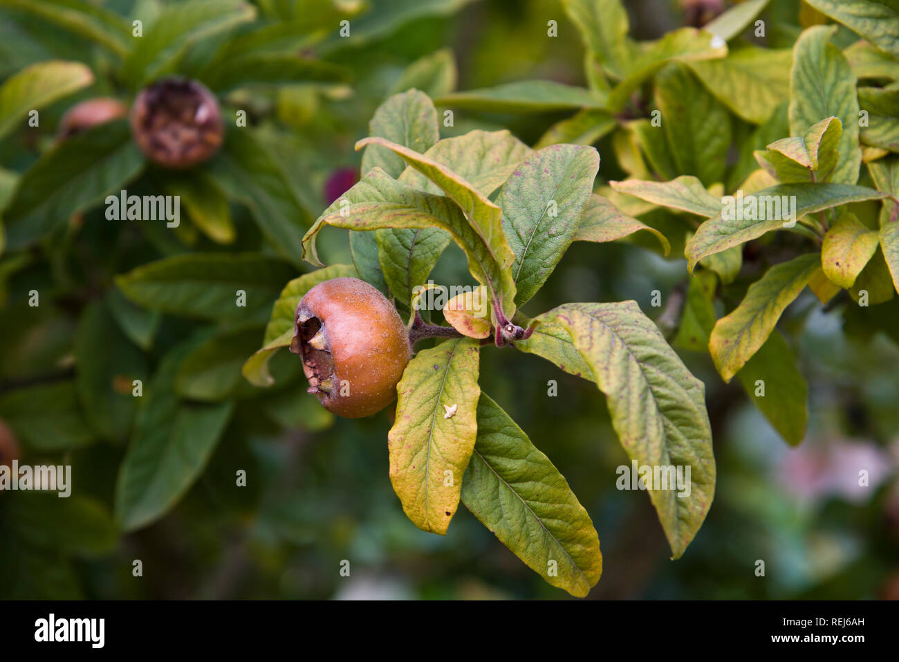 Medlar on tree hi-res stock photography and images - Alamy
