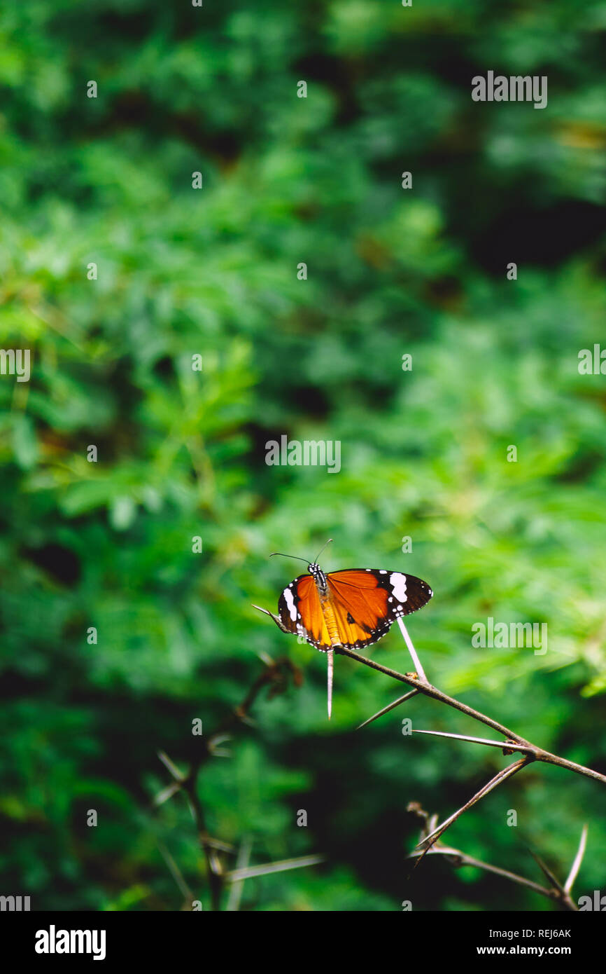 Butterfly in Situbondo, Indonesia Stock Photo - Alamy