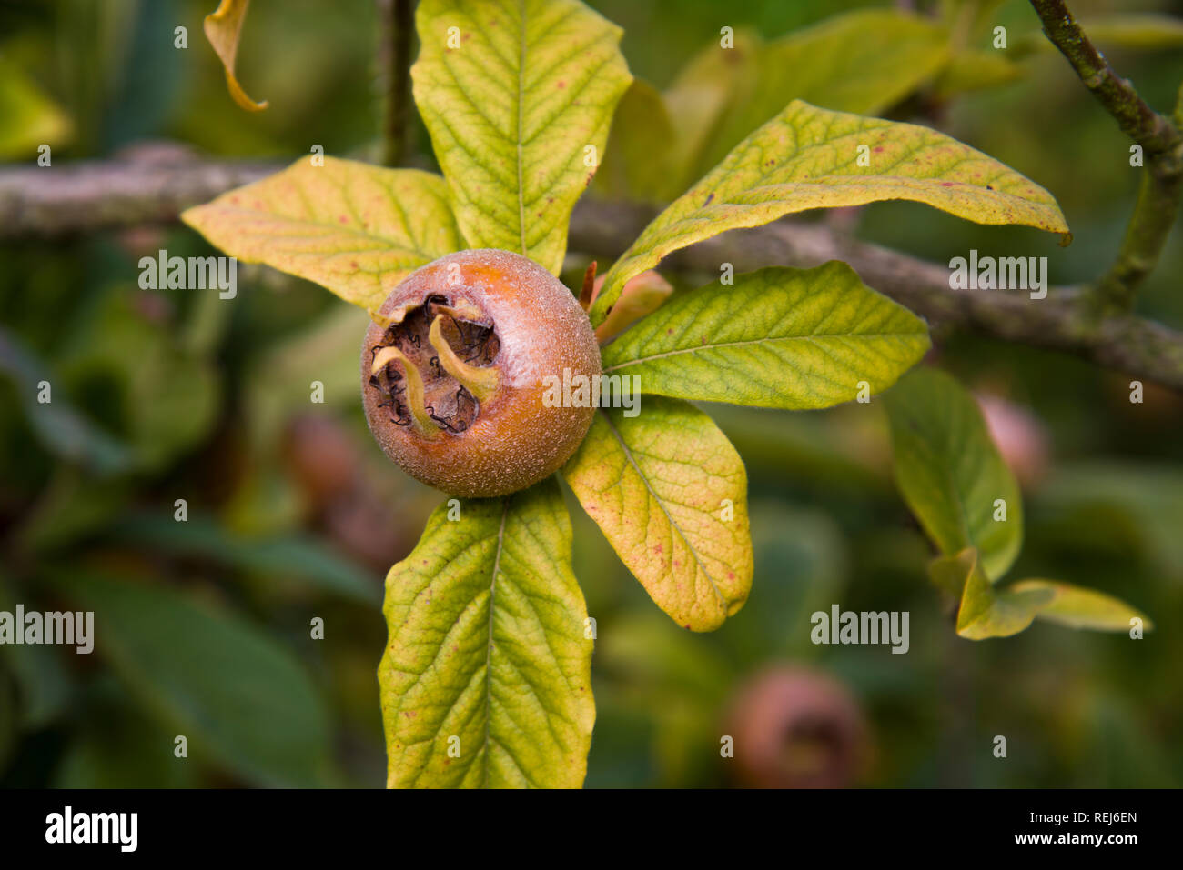 Medlar tree uk hi-res stock photography and images - Alamy